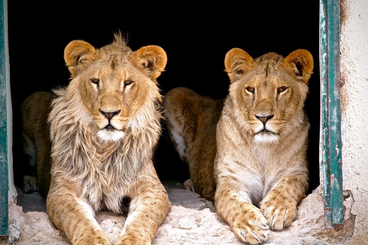 Al Ma'wa for Nature and Wildlife