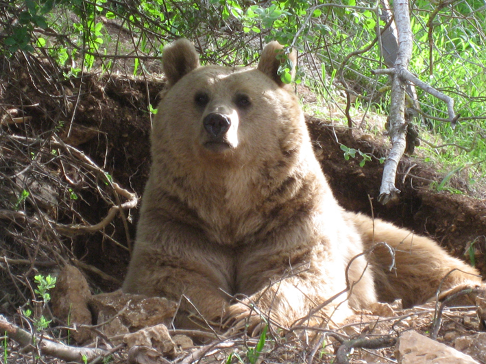 Balou | Al Ma'wa for Nature and Wildlife