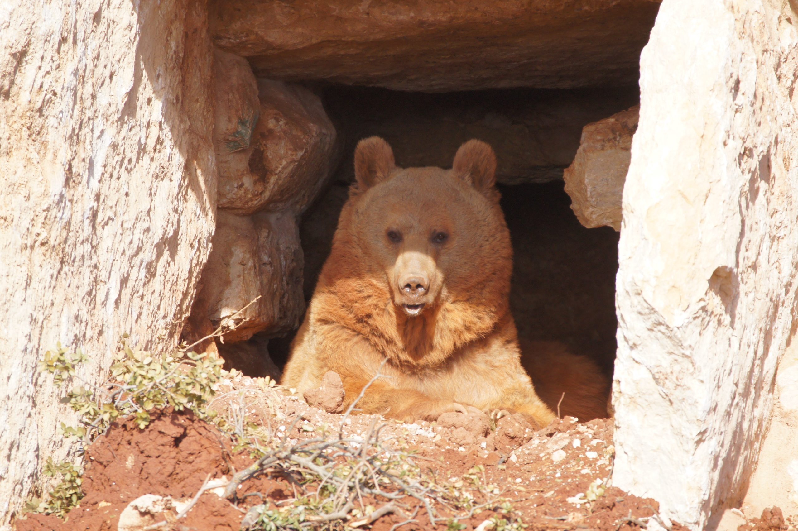 Balou | Al Ma'wa for Nature and Wildlife