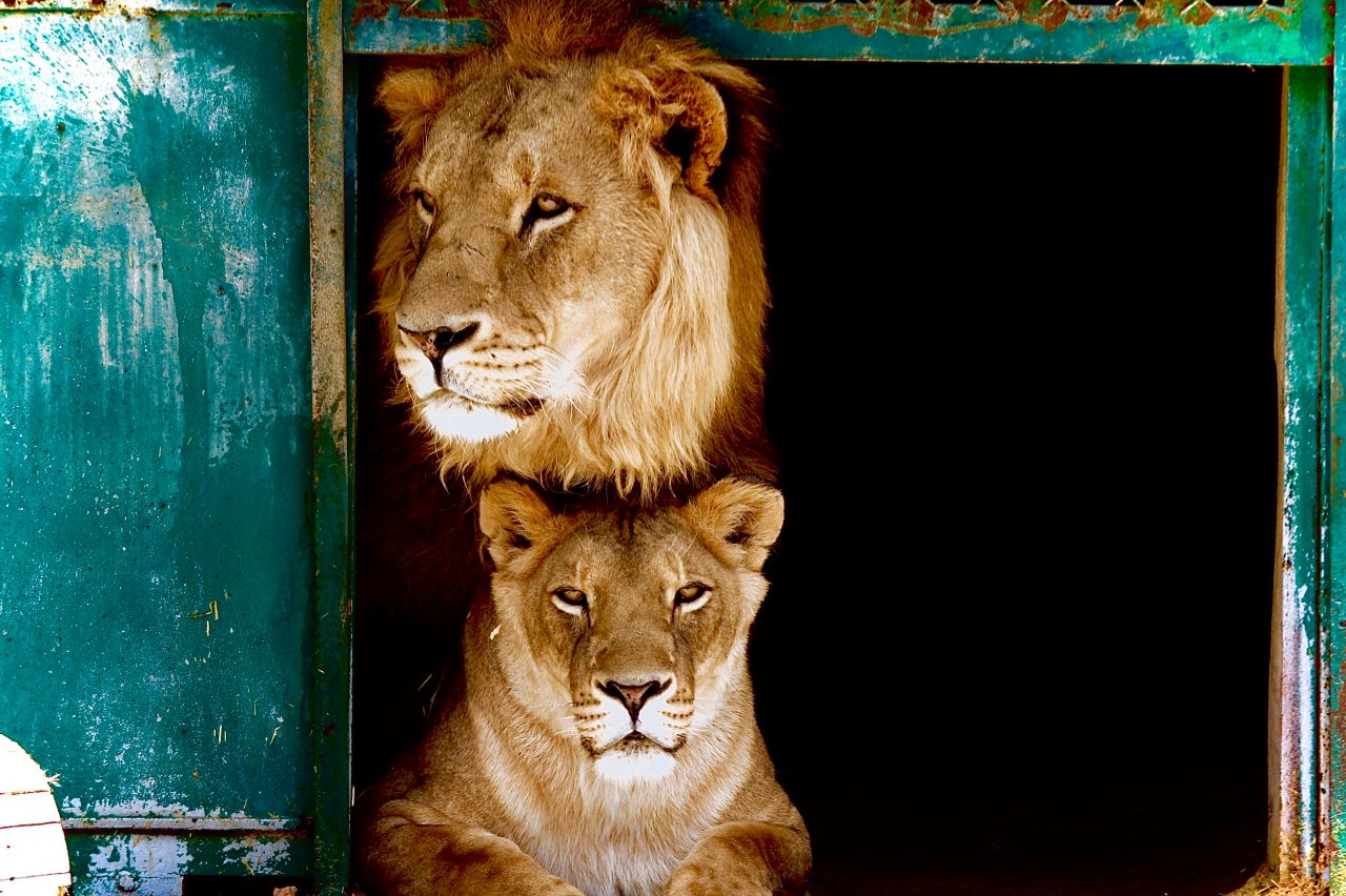 Our Animals | Al Ma'wa for Nature and Wildlife