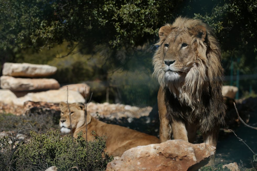 Our Animals | Al Ma'wa for Nature and Wildlife