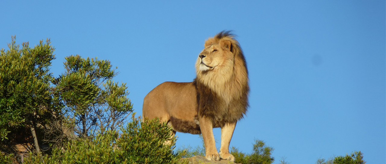 Al Ma'wa for Nature and Wildlife