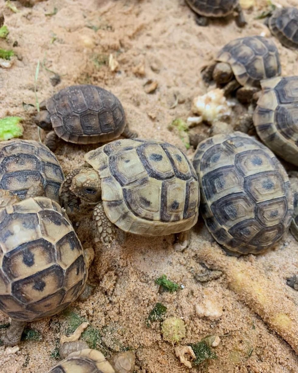 The Greek Tortoises Update | Al Ma'wa for Nature and Wildlife