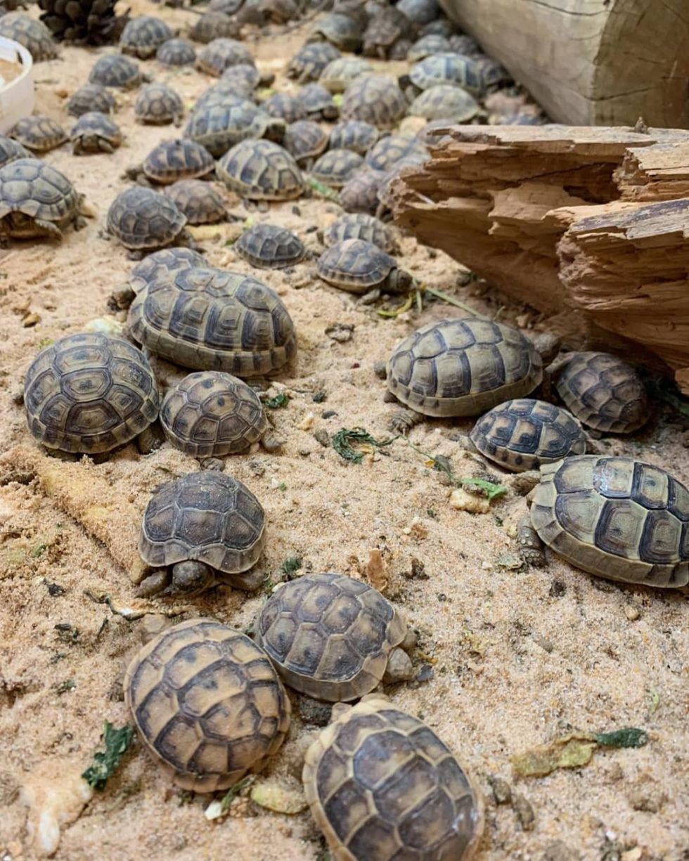 The Greek Tortoises Update | Al Ma'wa for Nature and Wildlife