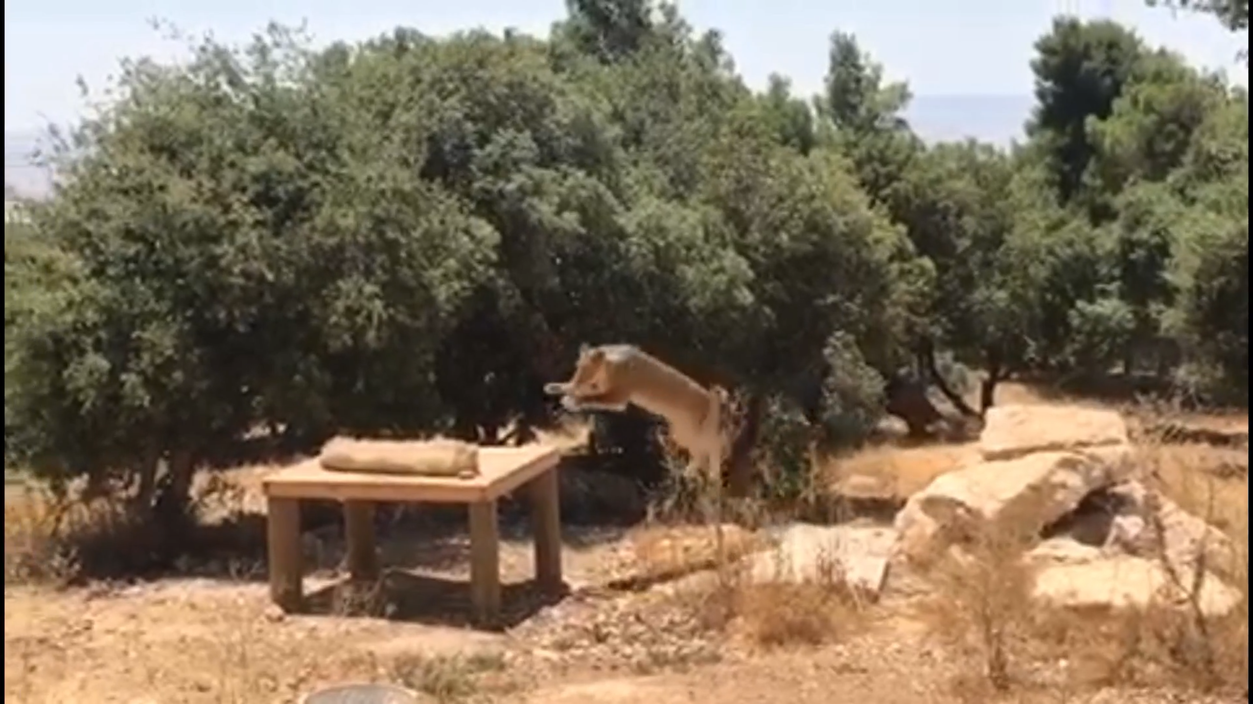 Hawsa showing off her running jump! | Al Ma'wa for Nature and Wildlife