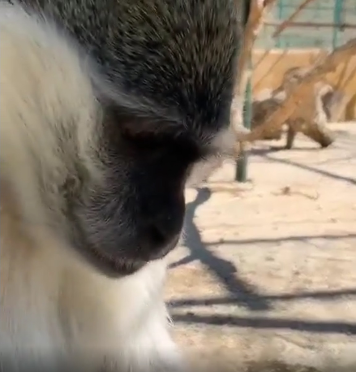 Vervet Monkeys at the New Hope Centre | Al Ma'wa for Nature and Wildlife
