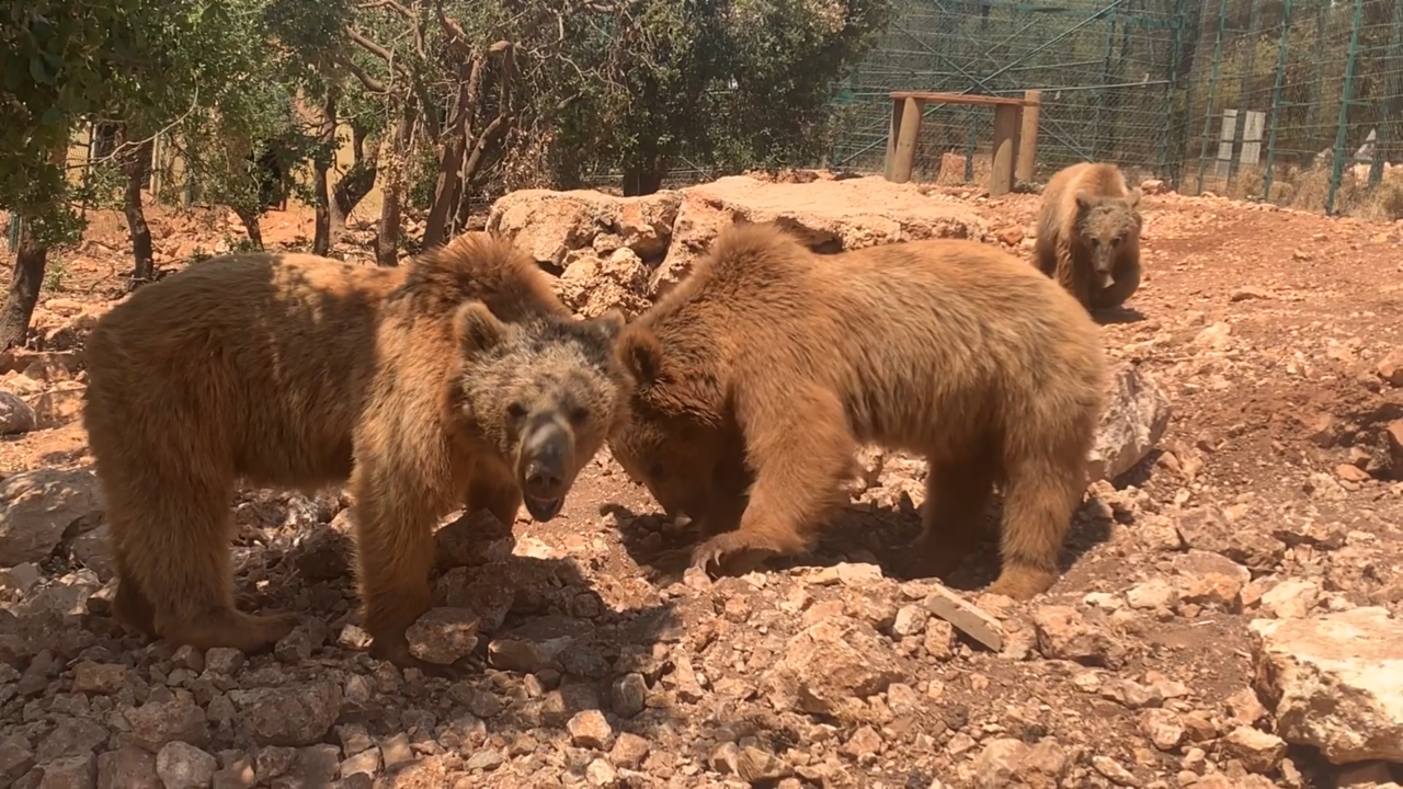 Our Animals | Al Ma'wa for Nature and Wildlife