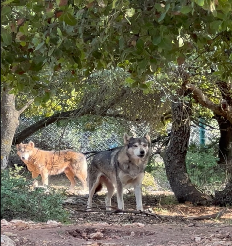 Wolves at Al Ma’wa | Al Ma'wa for Nature and Wildlife